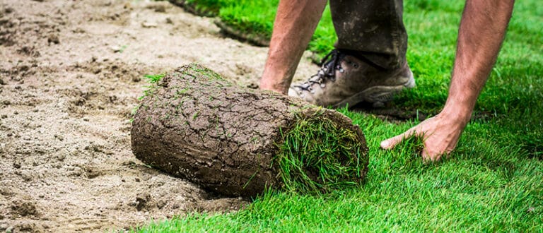 Seeding vs Sod Installation: Get Expert Tips for a Lush Lawn